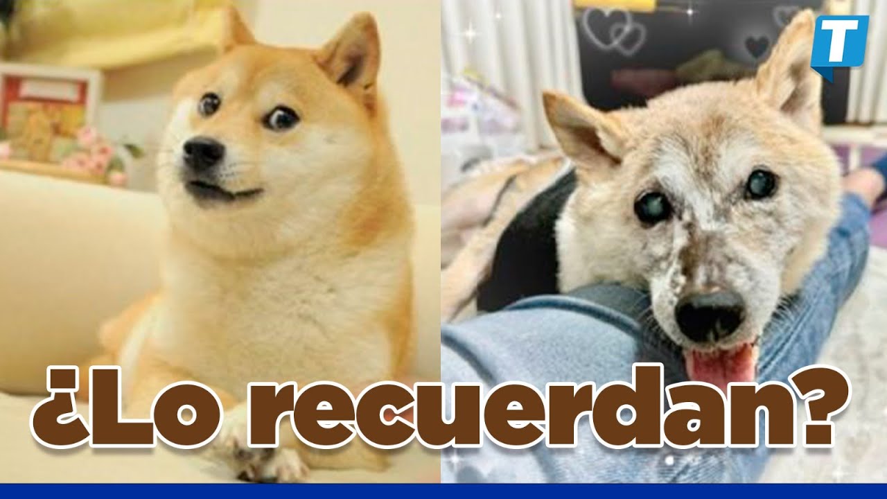 Así luce hoy en día el popular perrito de los memes😱🐶 - YouTube