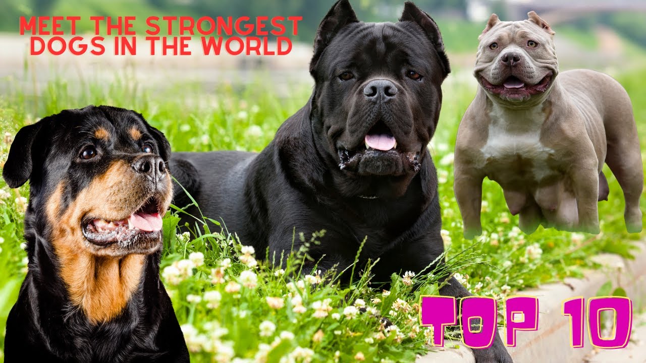 Meet the Strongest Dogs in the World - Unleashing Canine Power - YouTube