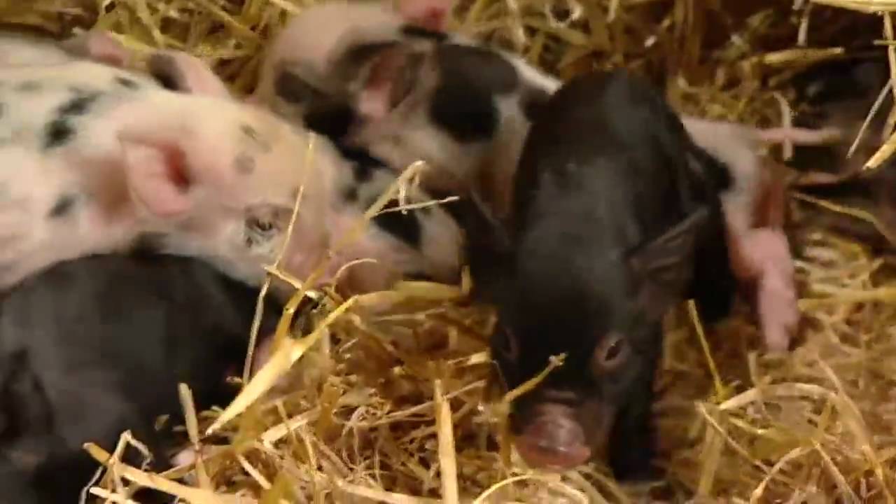 Adorable miniature pigs start new pet craze - YouTube