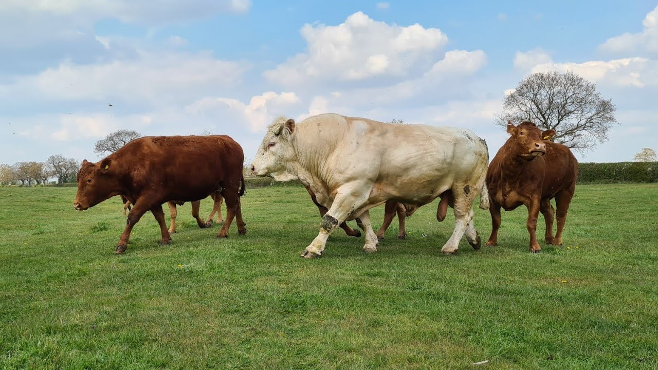 Turning out Cattle And Grass Fertilising - YouTube