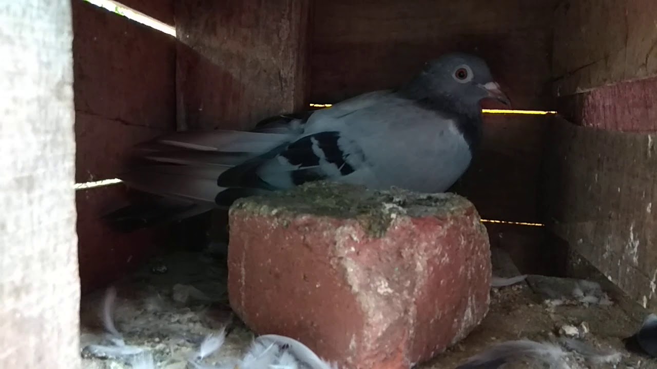 High flying pigeon Parava pravu Aaa 93 - YouTube