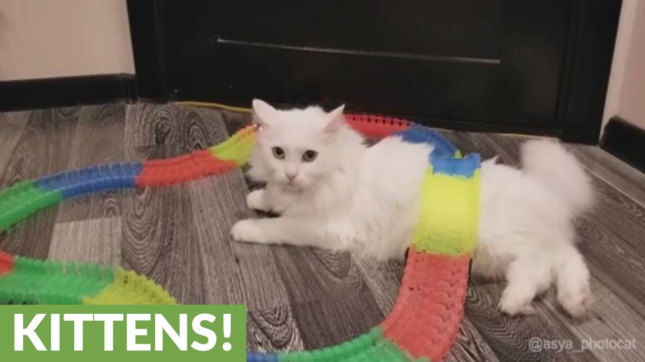 Car runs over cat in "shocking" footage - YouTube