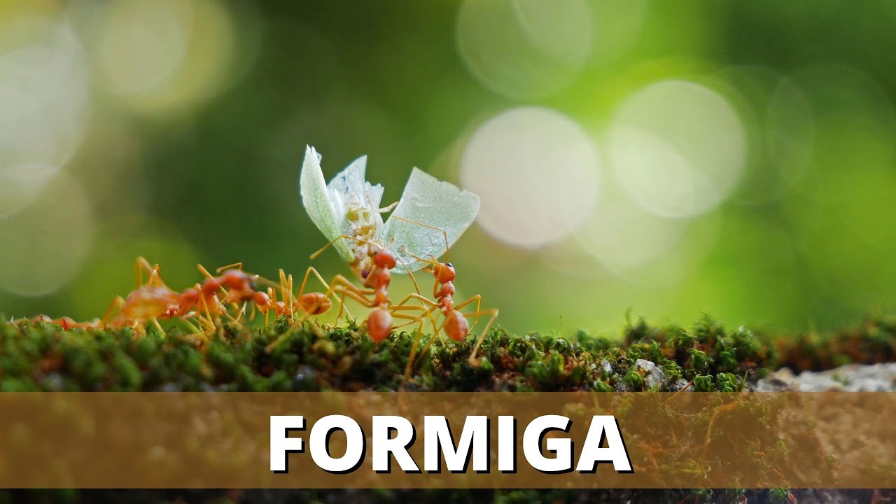 FORMIGA: Saiba curiosidades e fatos sobre as formigas! - YouTube