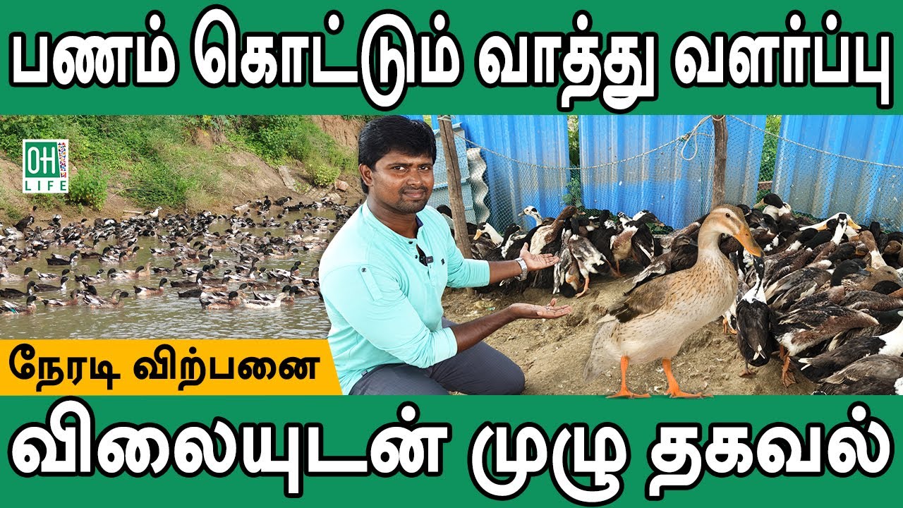 Vaathu Valarppu | வாத்து பண்ணை | வாத்து வளர்ப்பு - YouTube