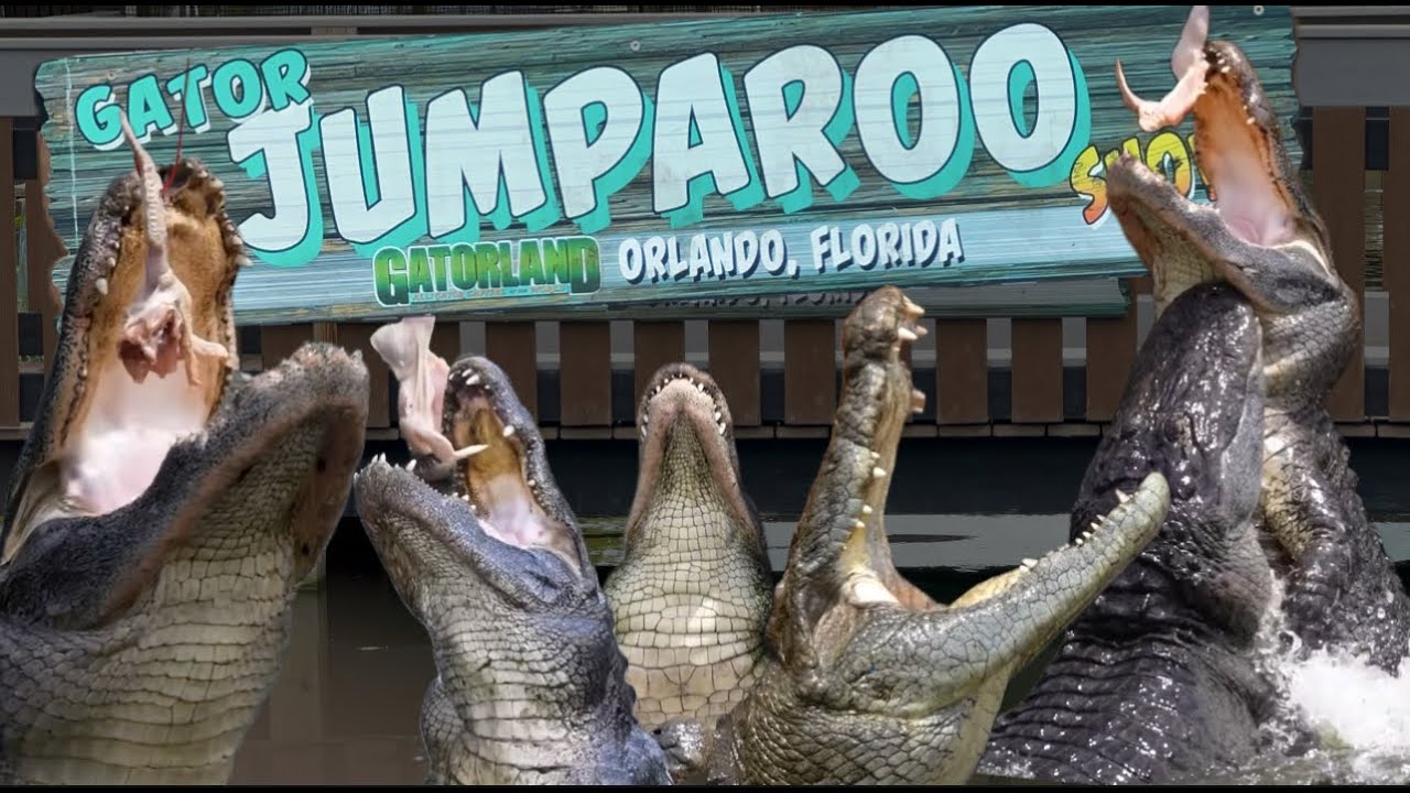 How High can Alligators Jump out of the Water!! - YouTube