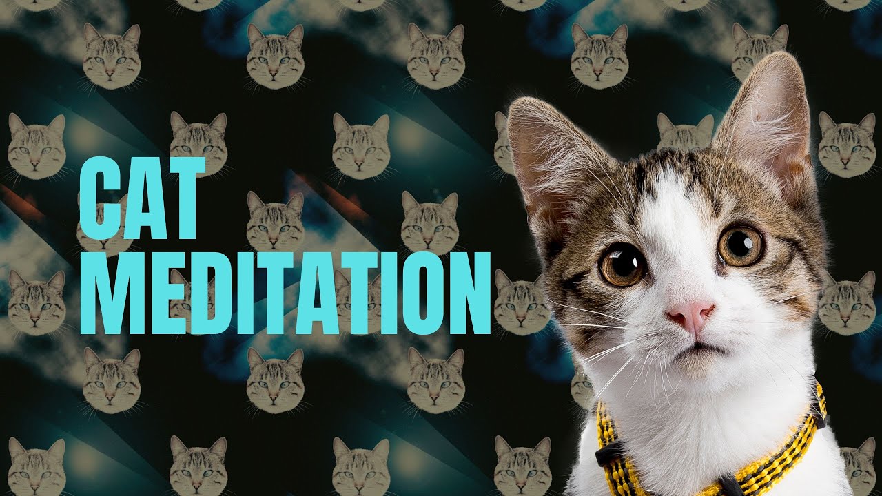 Relaxing with smooth cat Music || Cat Meditation - YouTube