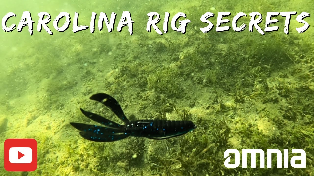 How to Fish the Carolina Rig for Bass! Bonus Underwater Footage! - YouTube
