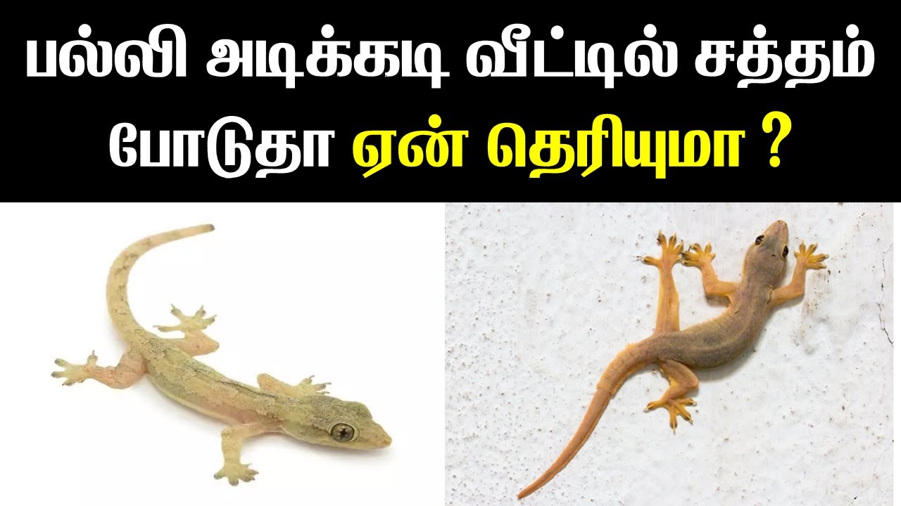 பல்லி அடிக்கடி வீட்டில் சத்தம் போடுதா ஏன் தெரியுமா| Palli Vilum Palan ...