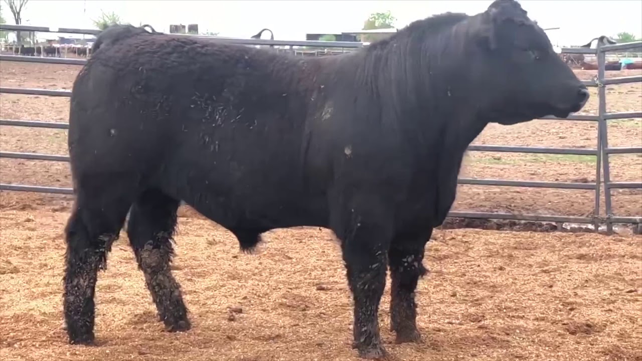 J&J Cattle Co-Lot #4925 Maine-Angus Bull - YouTube