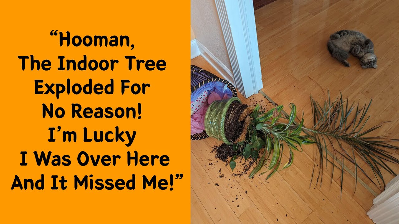 50 Destructive Cats That Weren't Fast Enough To Escape The Scene Of The ...