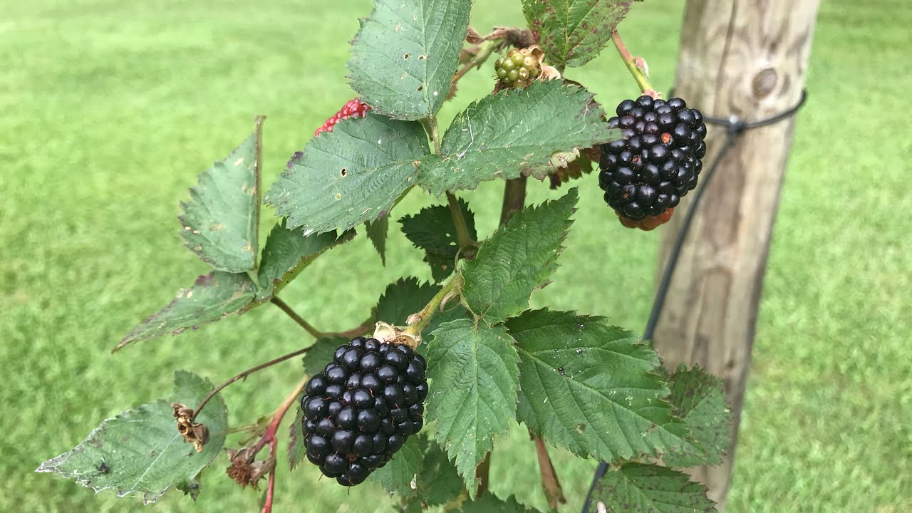 The best way to trellis and prune blackberries!!! - YouTube