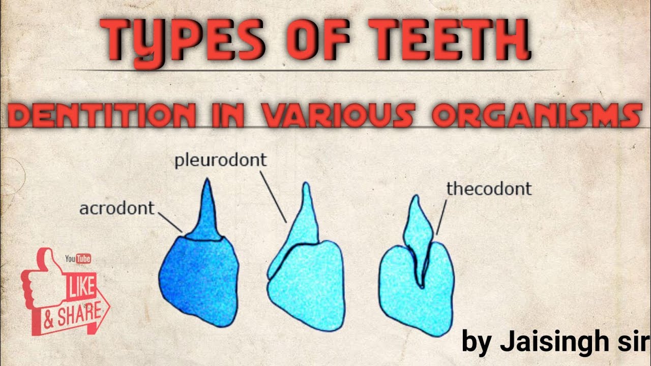 Types of teeth / Dentition in various organisms - YouTube