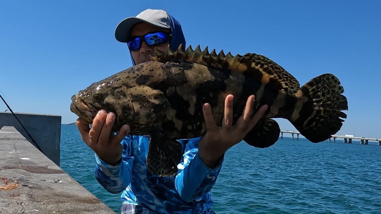 Baby MONSTER Grouper!! Fishing The Skyway Pier - YouTube