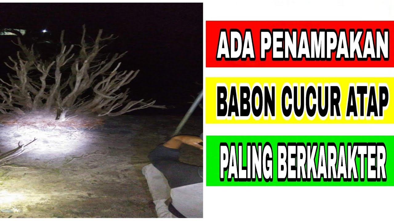 Habitat Cucur Atap | #BeackeaFrutescens - YouTube