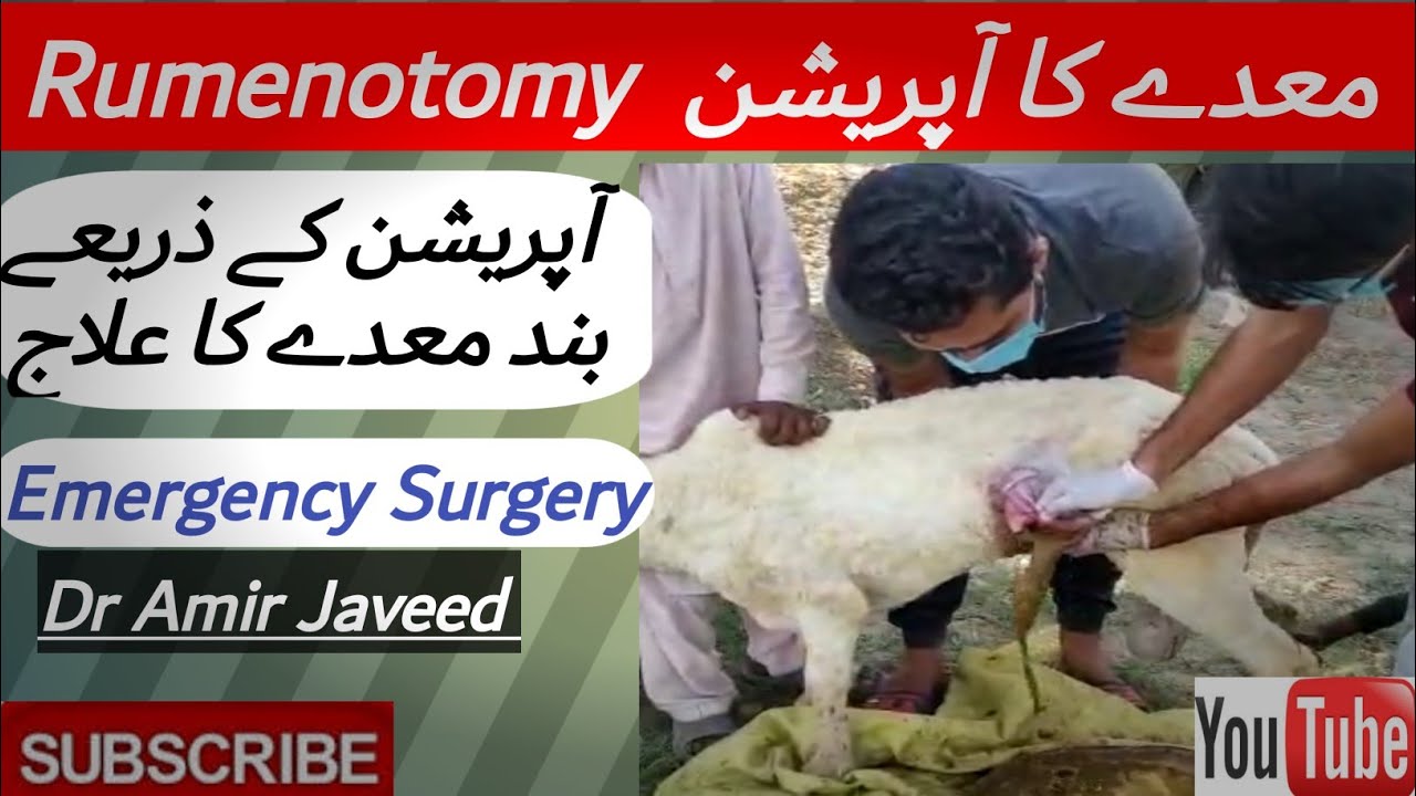 Rumenotomy||Surgery of Rumen||Rumen Impaction||Vet Surgery||Dr Amir ...