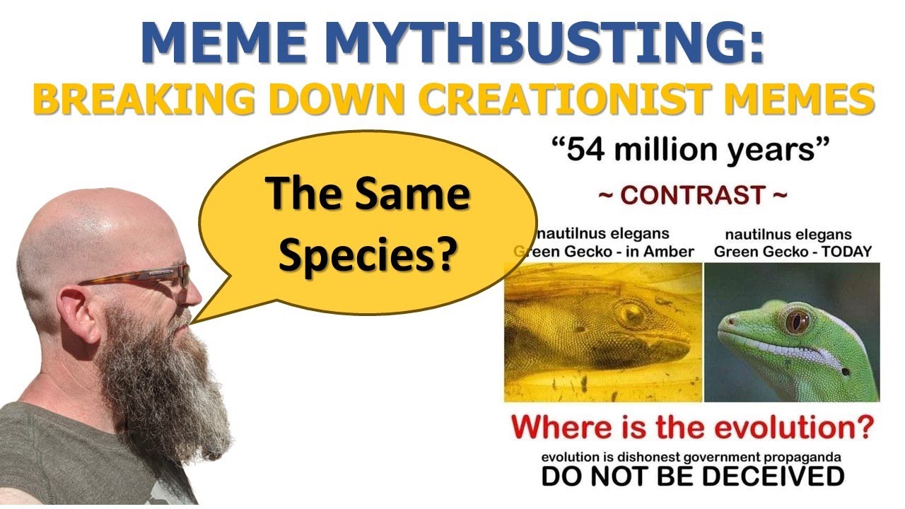 Dissecting Bad Memes: Gecko in Amber Shows No Evolution? - YouTube