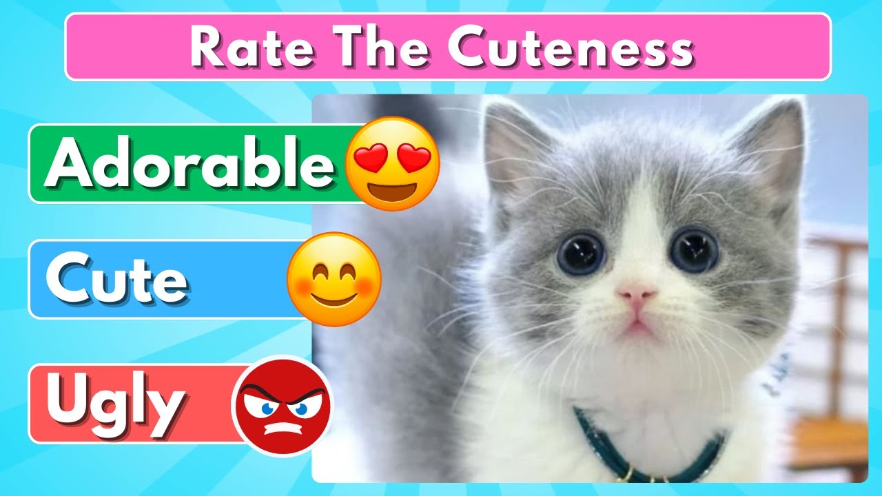 Rate The Cute Cat And Kitten | Cute Cats And Kittens - YouTube