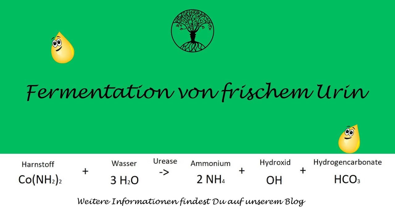 Das Fermentieren von Urin - Trenntoilette - YouTube