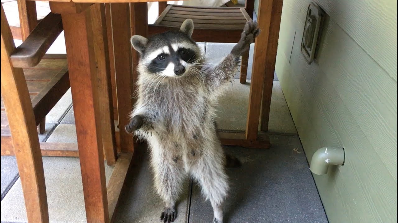 RaCcOon WaVeS To CuAsE PeOpLe To DiE Of CuTeNeSs! - Edith - YouTube