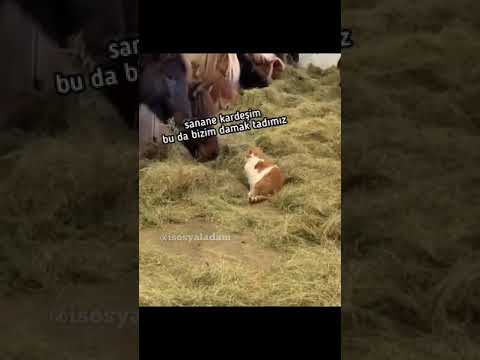 Hayvanların İç Sesi