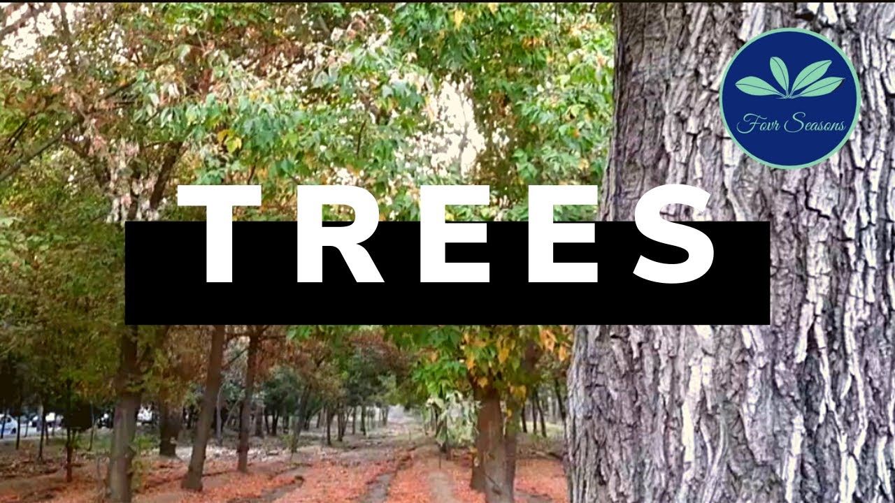 trees - YouTube