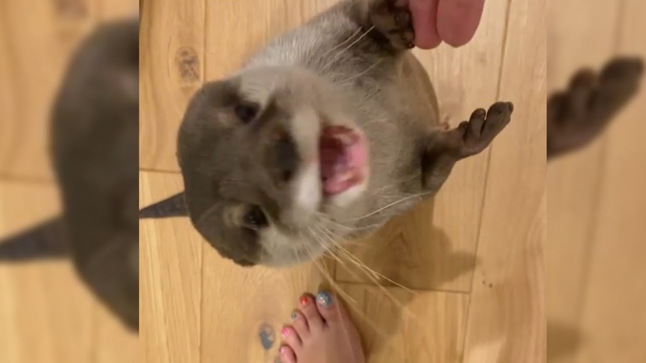 When Otter Qoo See Her Favourite Food🐠🐋🐟🤣😋🦦|FunnycuteFace| Cute Otter ...
