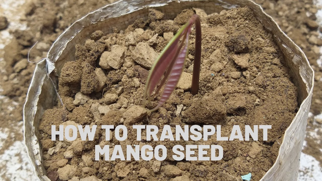 How to germinate mango seed?|| how to transplant mango seeds || - YouTube