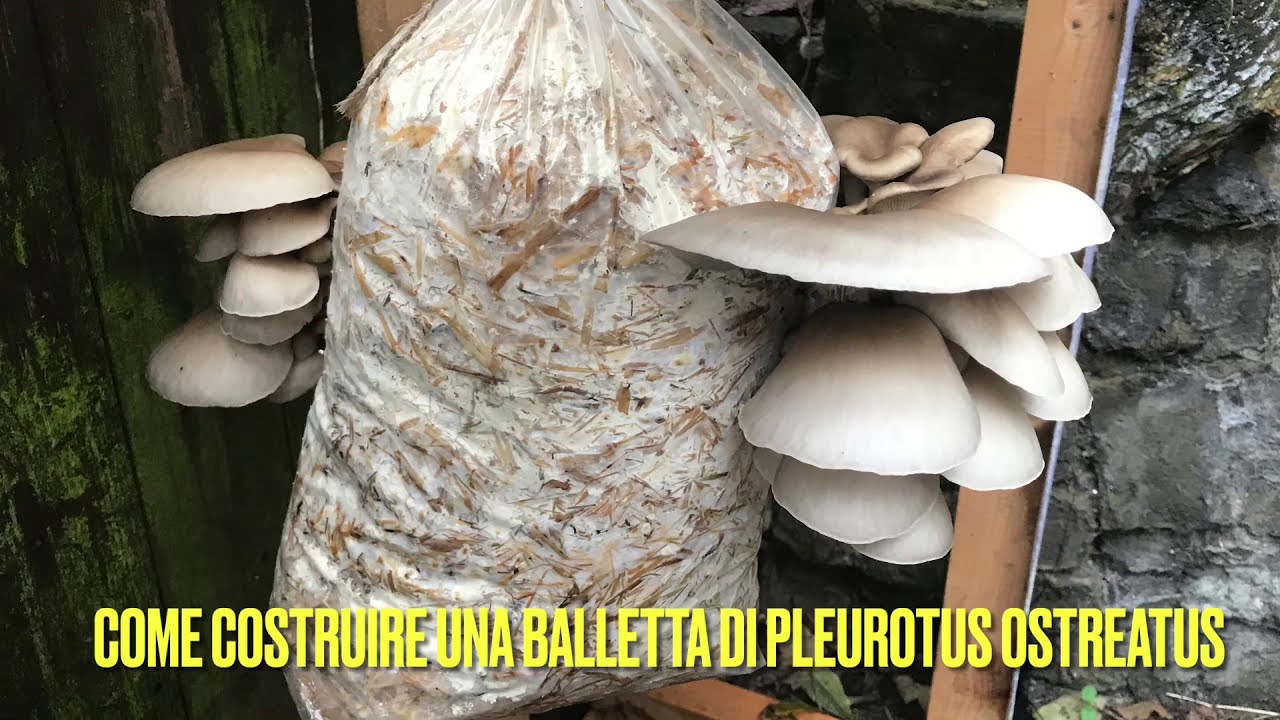 Come costruire una balletta per la coltivazione di funghi Pleurotus ...
