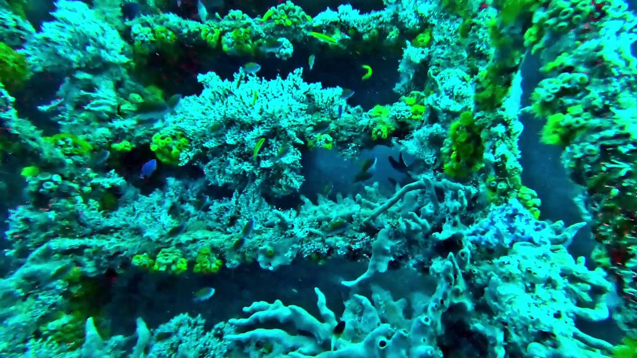 Lady Luck dive trip, Nov 2, 2019 - YouTube