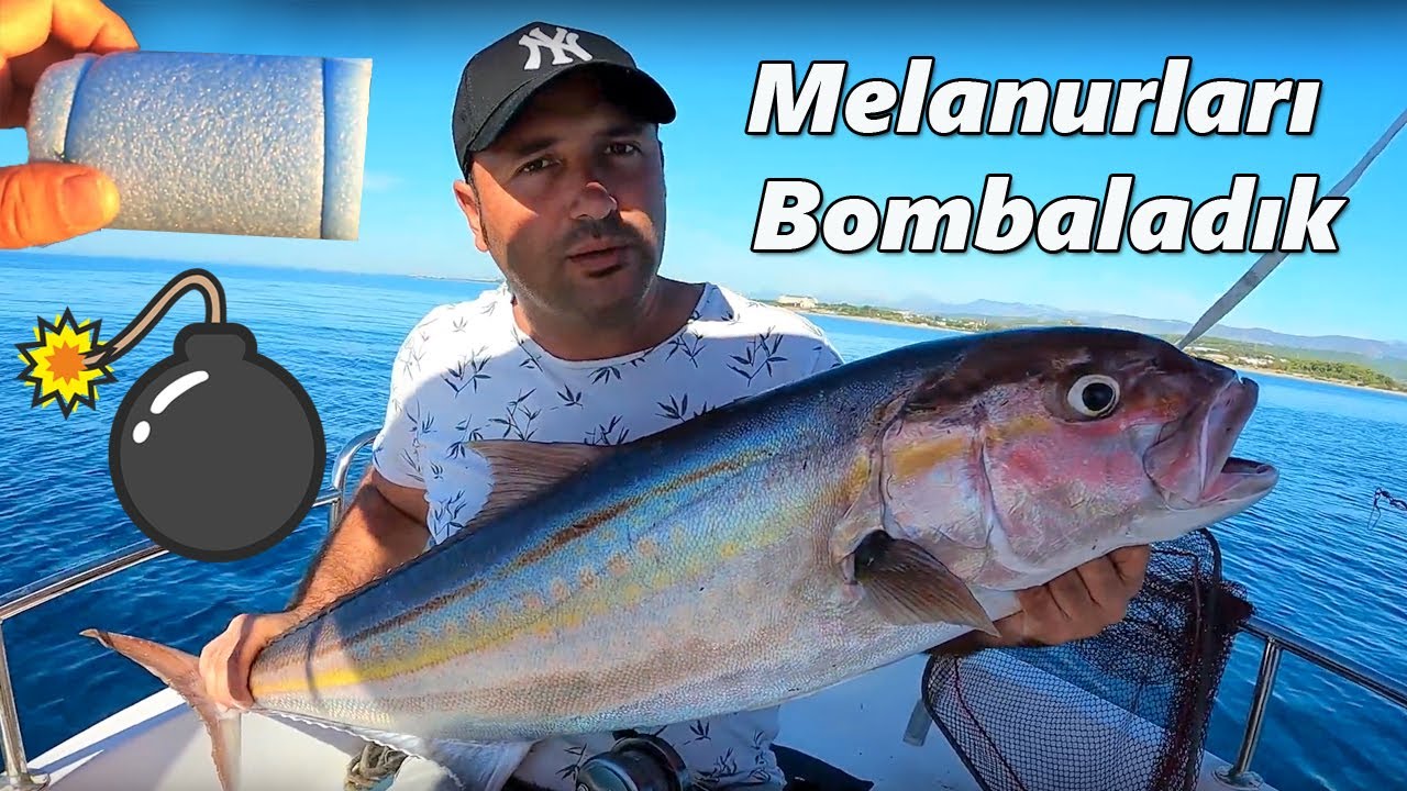Kuzuların Sessizliği Bombaya Kadarmış…!!!! - Kuzu Akya Avı - Amberjack ...