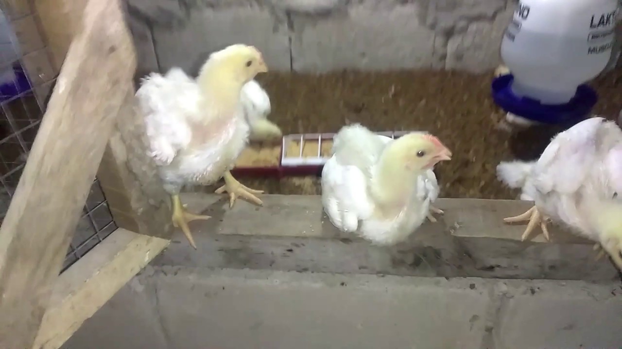 Day 19--- 45 Day broilers Cornish Cross, Meat chickens - YouTube