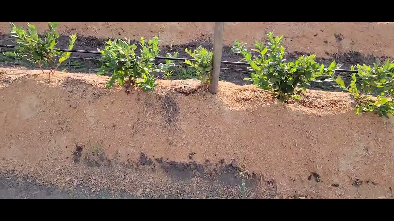 1st Leaf Calypso Blueberry Update Mid August in BC - YouTube