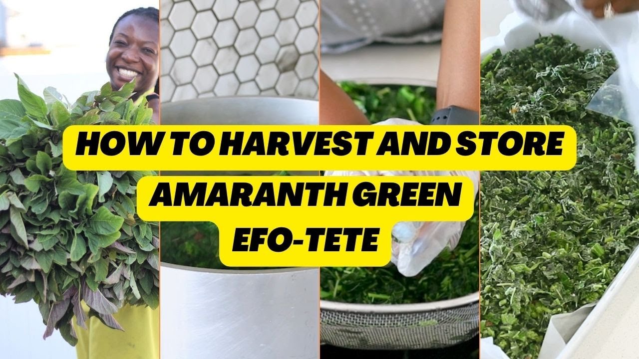 How to freeze and store your efo tete and other leafy greens - YouTube