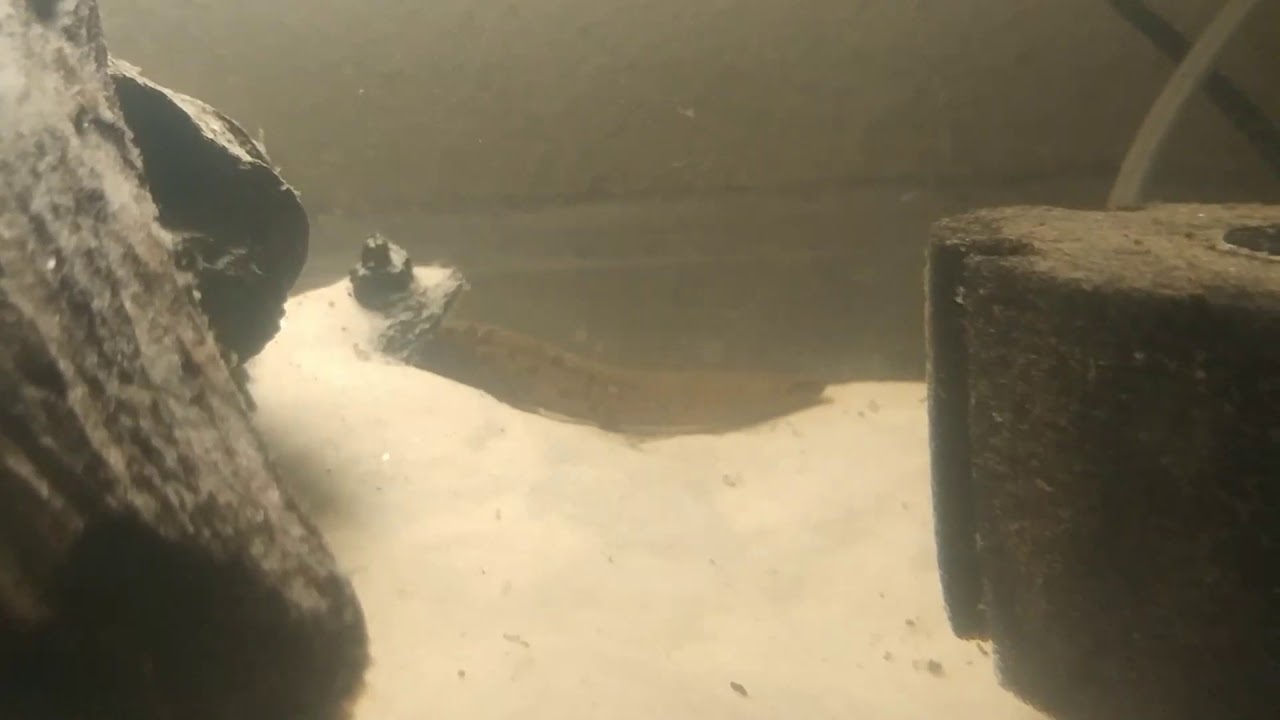 Marbled swamp eel - YouTube