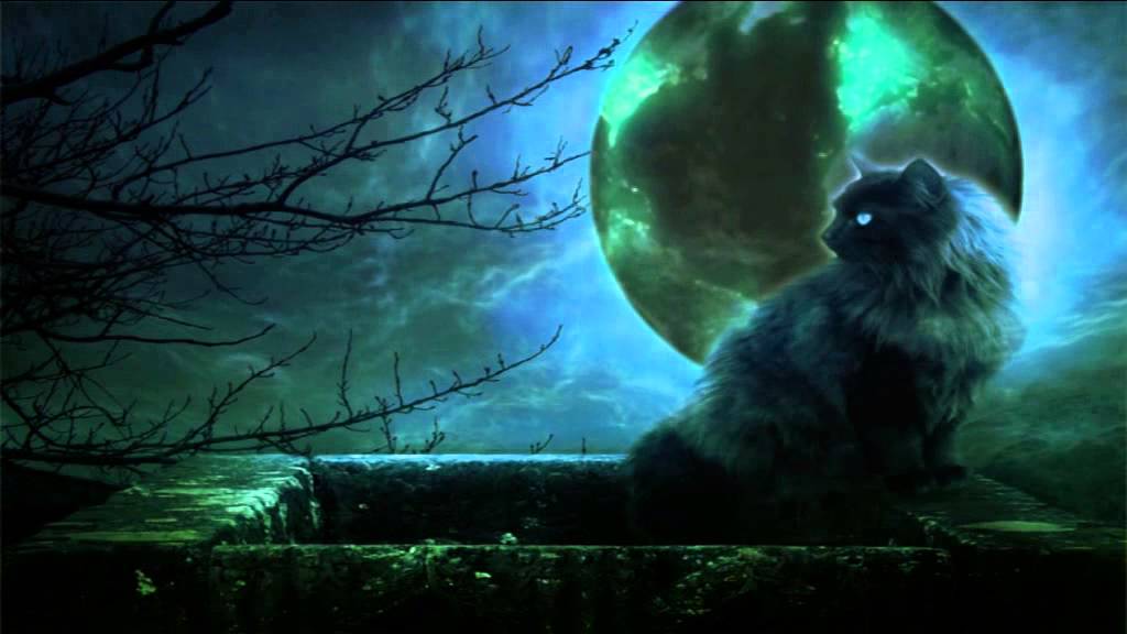 Hechizo del gato negro maestro florencio +51 929914560 - YouTube