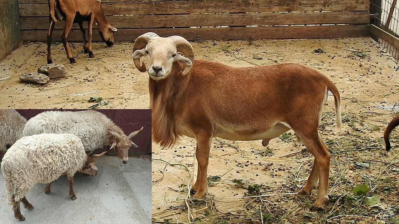 OI DE CAMERUN SI OI RASA RATCA - OI MAI RARE IN ROMANIA. - YouTube