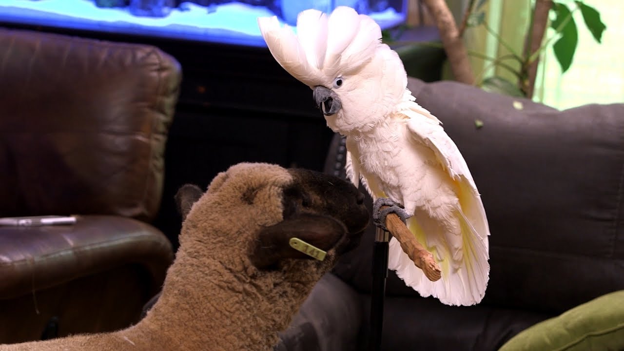 Welcome To Our Wild Life! - YouTube