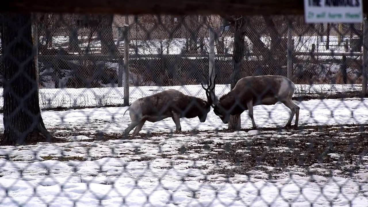 Addax Fight - YouTube
