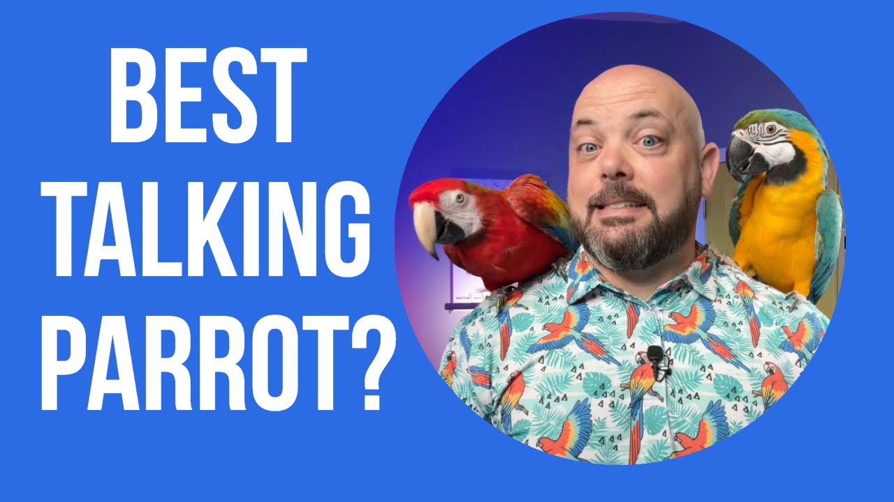 What is the best talking parrot? - YouTube