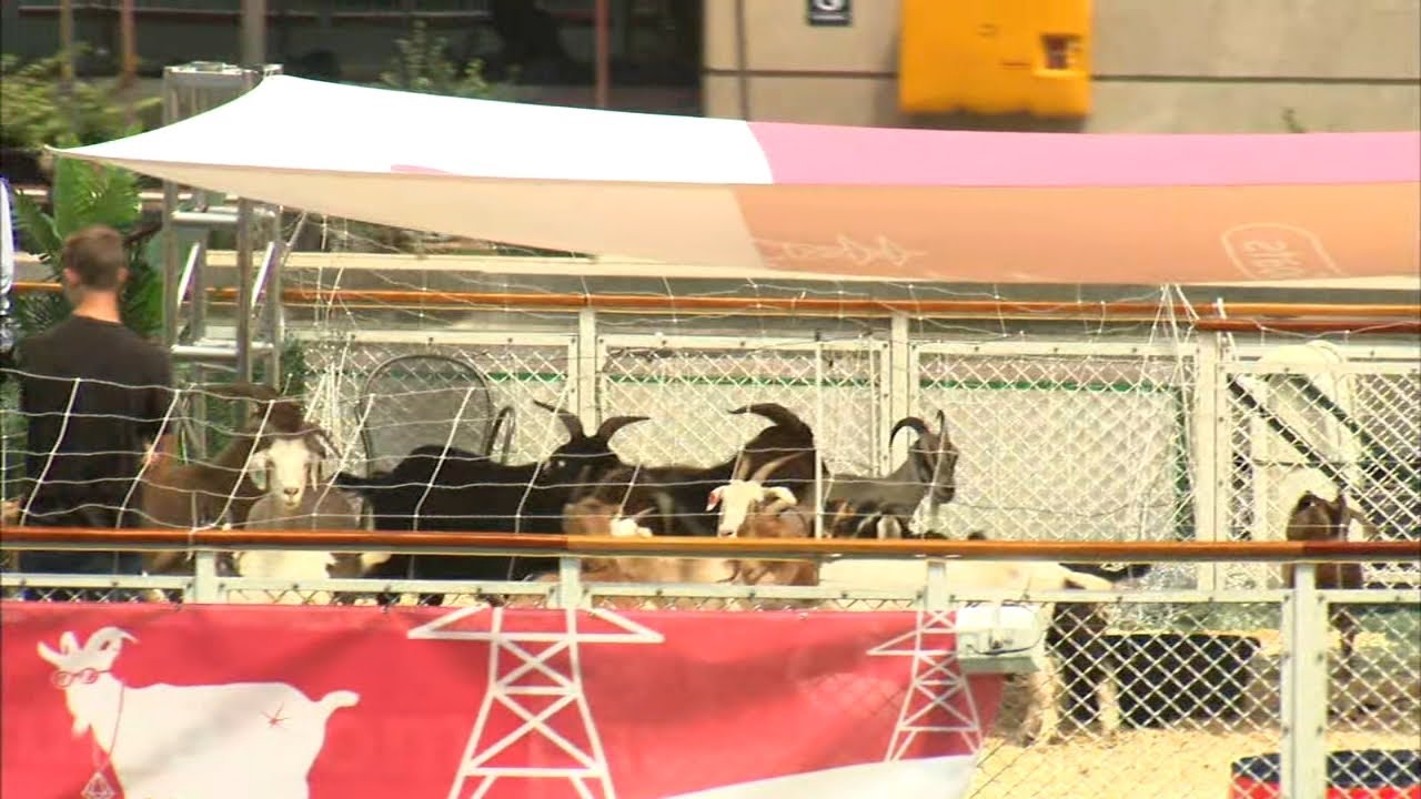 LIVE: ComEd goats cruise Chicago River in boat parade - YouTube