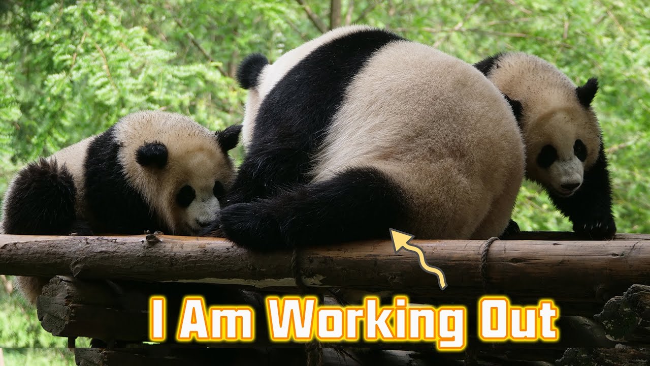 【Super Panda】Episode 296 Even Pandas Make Spring Workout Plan. Hbu ...