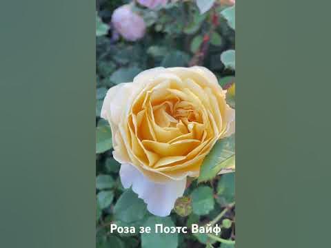 Роза Зе Поэтс Вайф/ rose the poets wife - YouTube