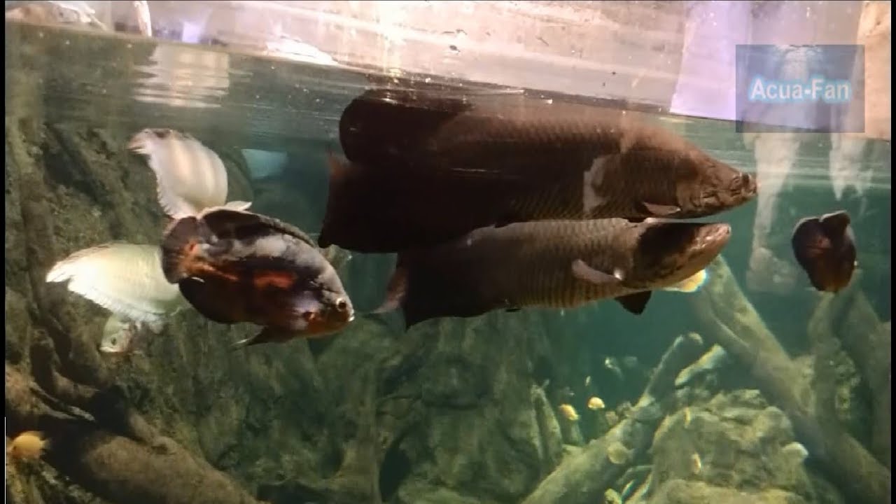 Acuarios Monstruosos (Variedad de peces Amazónicos) - Monster Aquarium ...