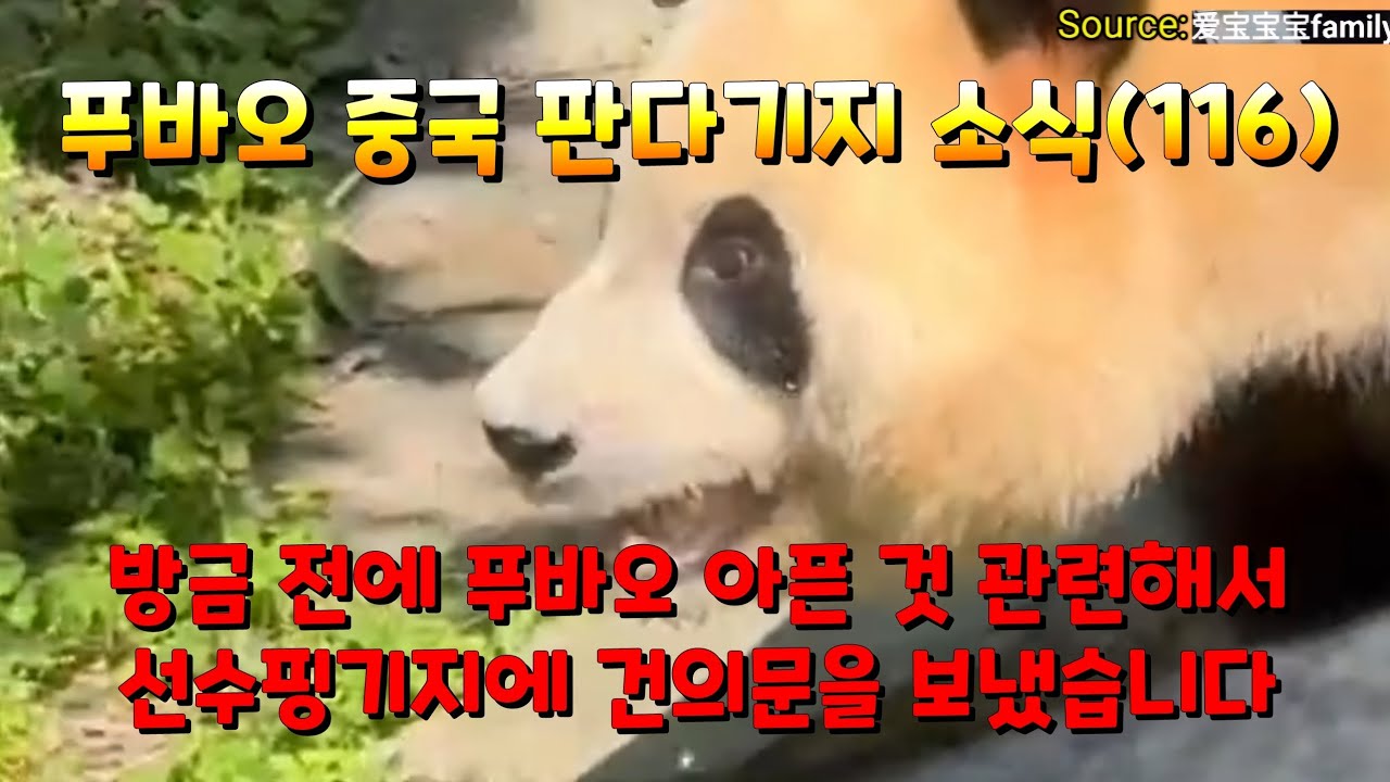 푸바오 중국 판다기지 소식116 푸바오 아픈 것 관련해서 선수핑기지에 건의문을 보냈습니다 Youtube