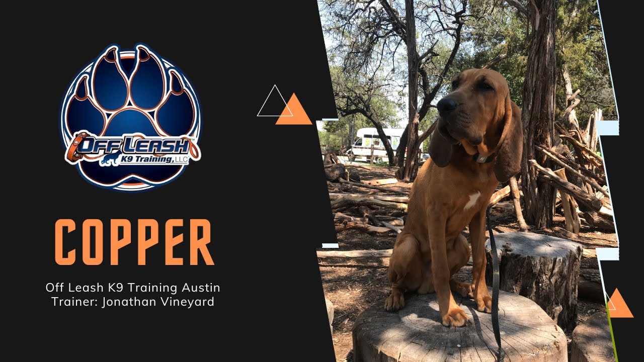 6mo Bloodhound "Copper" | Transformation from nervous to confident ...