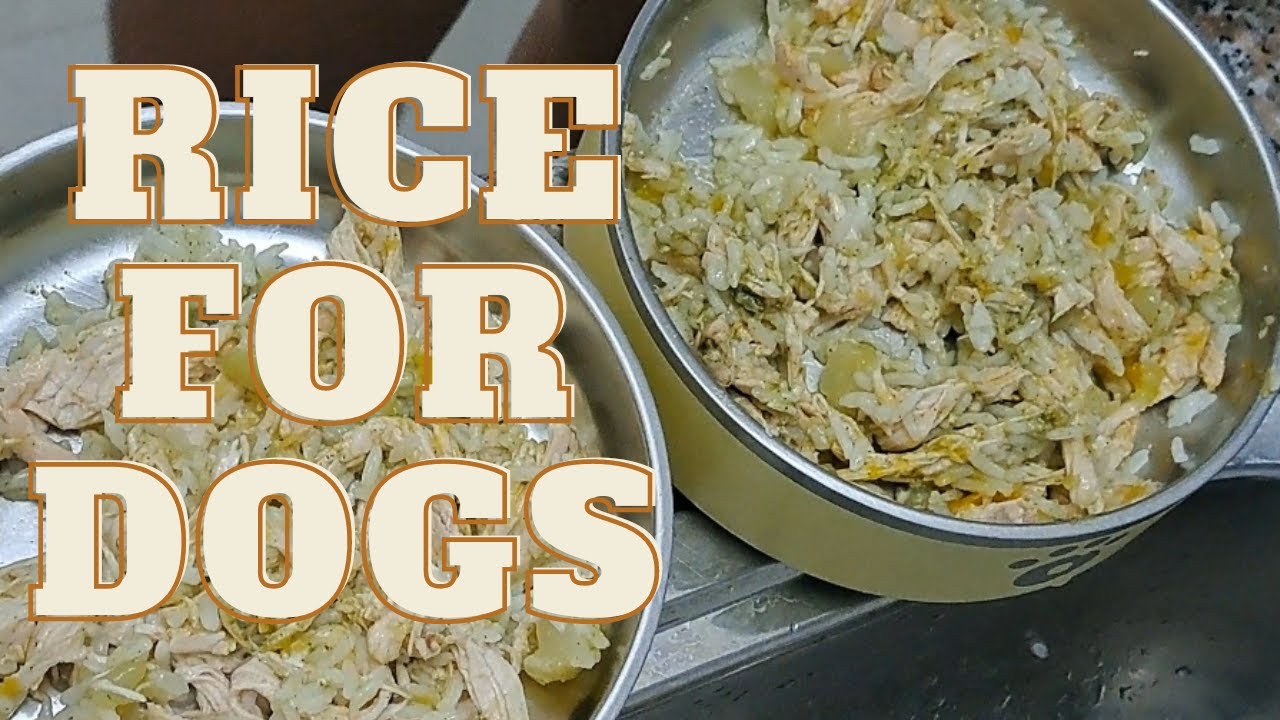 PWEDE BA ANG RICE FOR MALTESE AND SHIH TZU DOGS? - YouTube