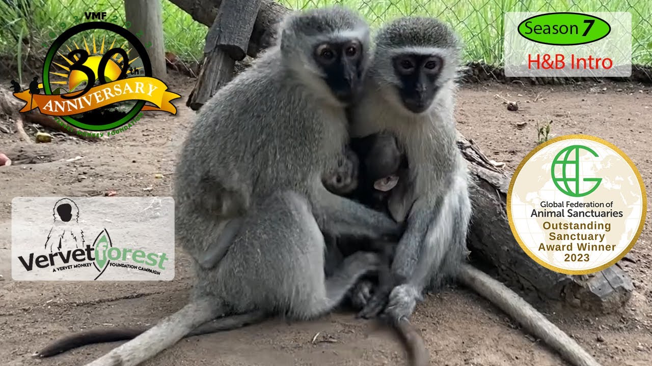 Baby orphan monkeys, meet their new monkey moms - YouTube