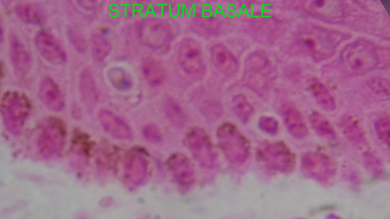 STRATUM BASALE - YouTube