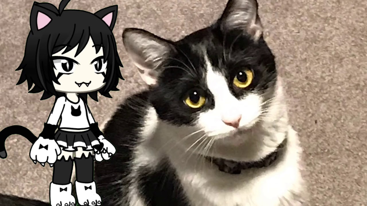 My Cat Alexandra Loves Me All The Time 😇 Youtube