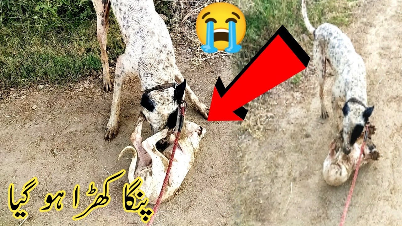 punga khara hogia ! Bully kutta kennel ! Dog breeding ! Dog meeting ...